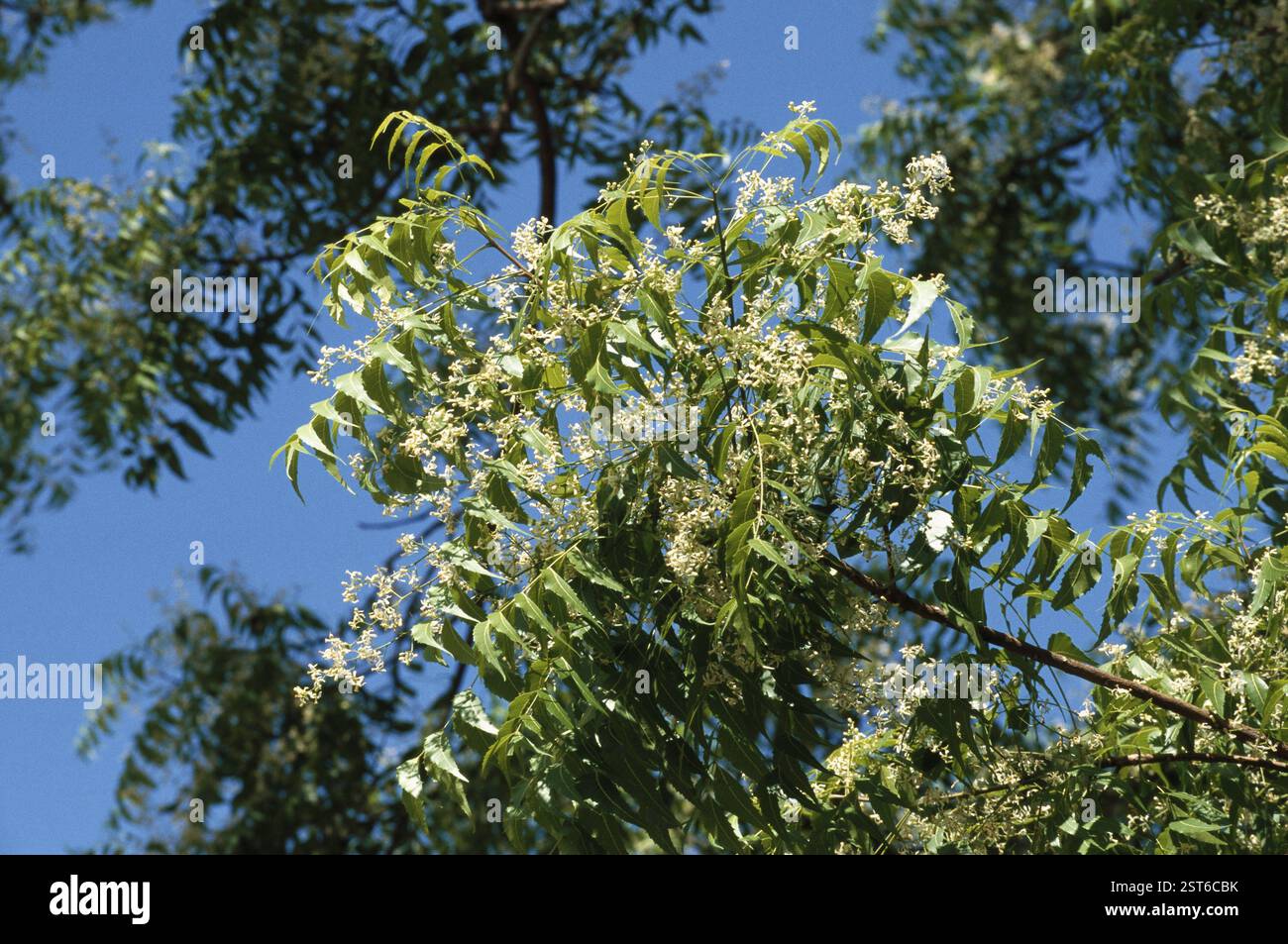Neem tree (azadirachta indica), india Stock Photo - Alamy