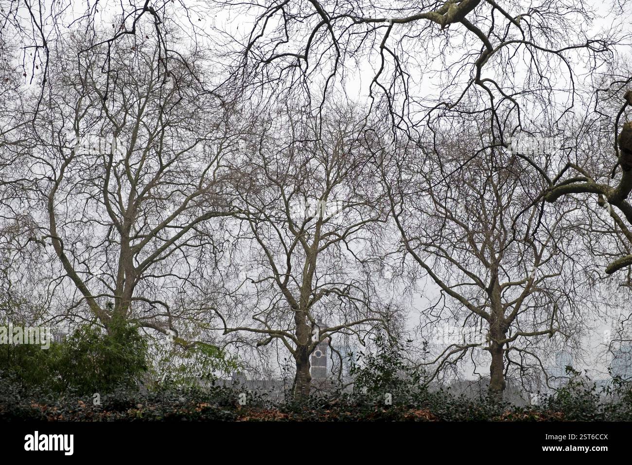 View of winter trees with bare branches in Victoria Tower Gardens near ...