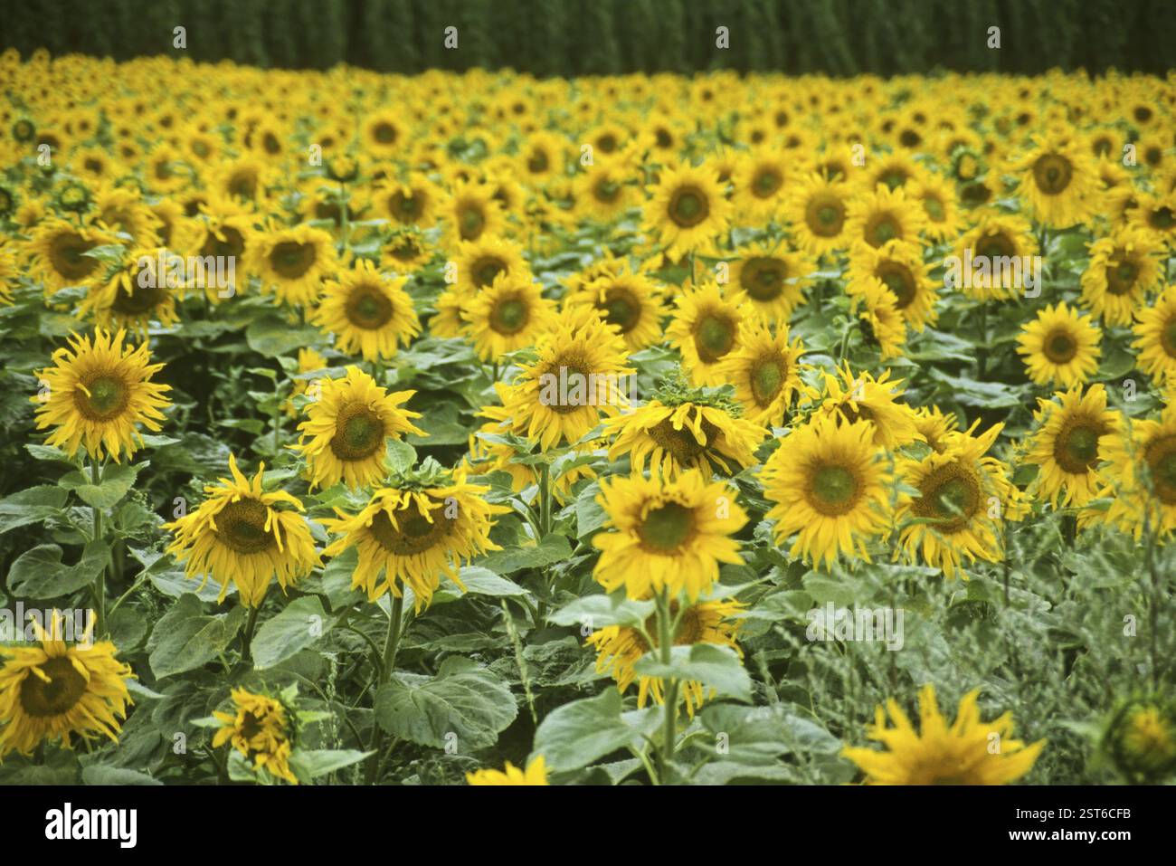 Agriculture crops denmark hi-res stock photography and images - Alamy