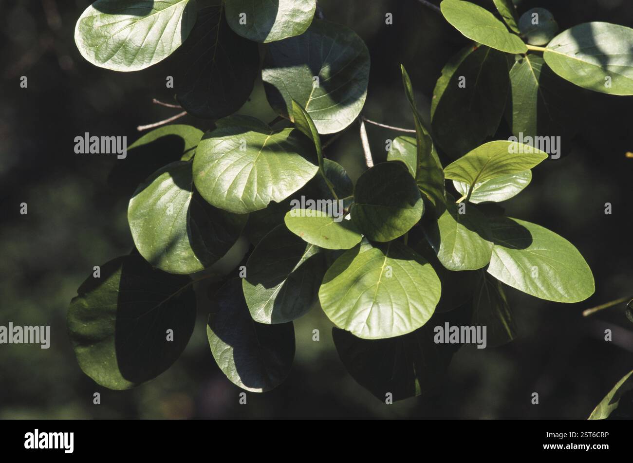 Ficus glomerata hi-res stock photography and images - Alamy
