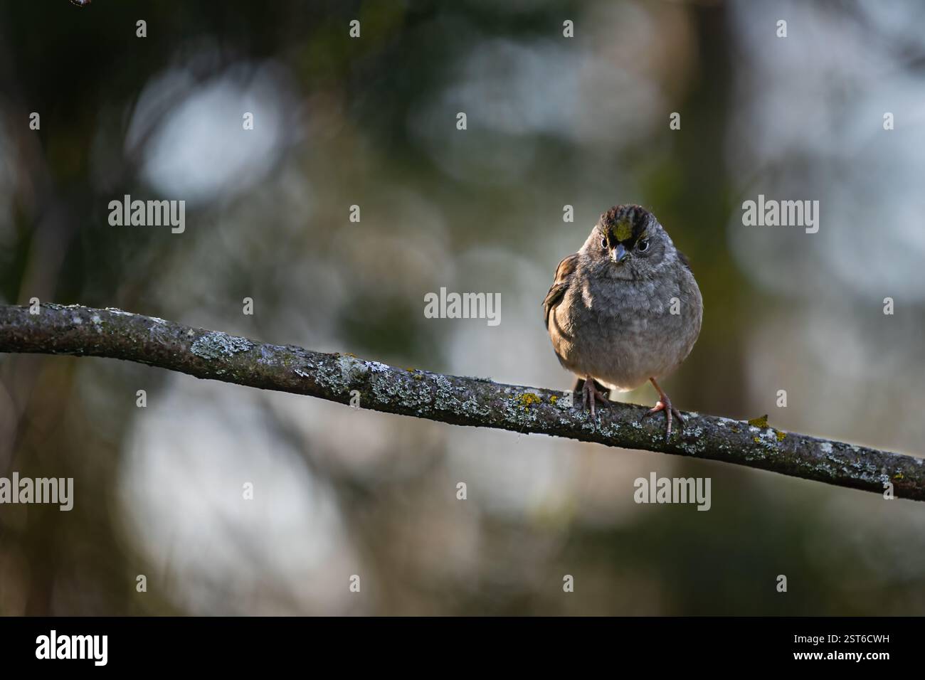 Sparrow Zonotrichia atricapilla perched on a branch in the forest in ...