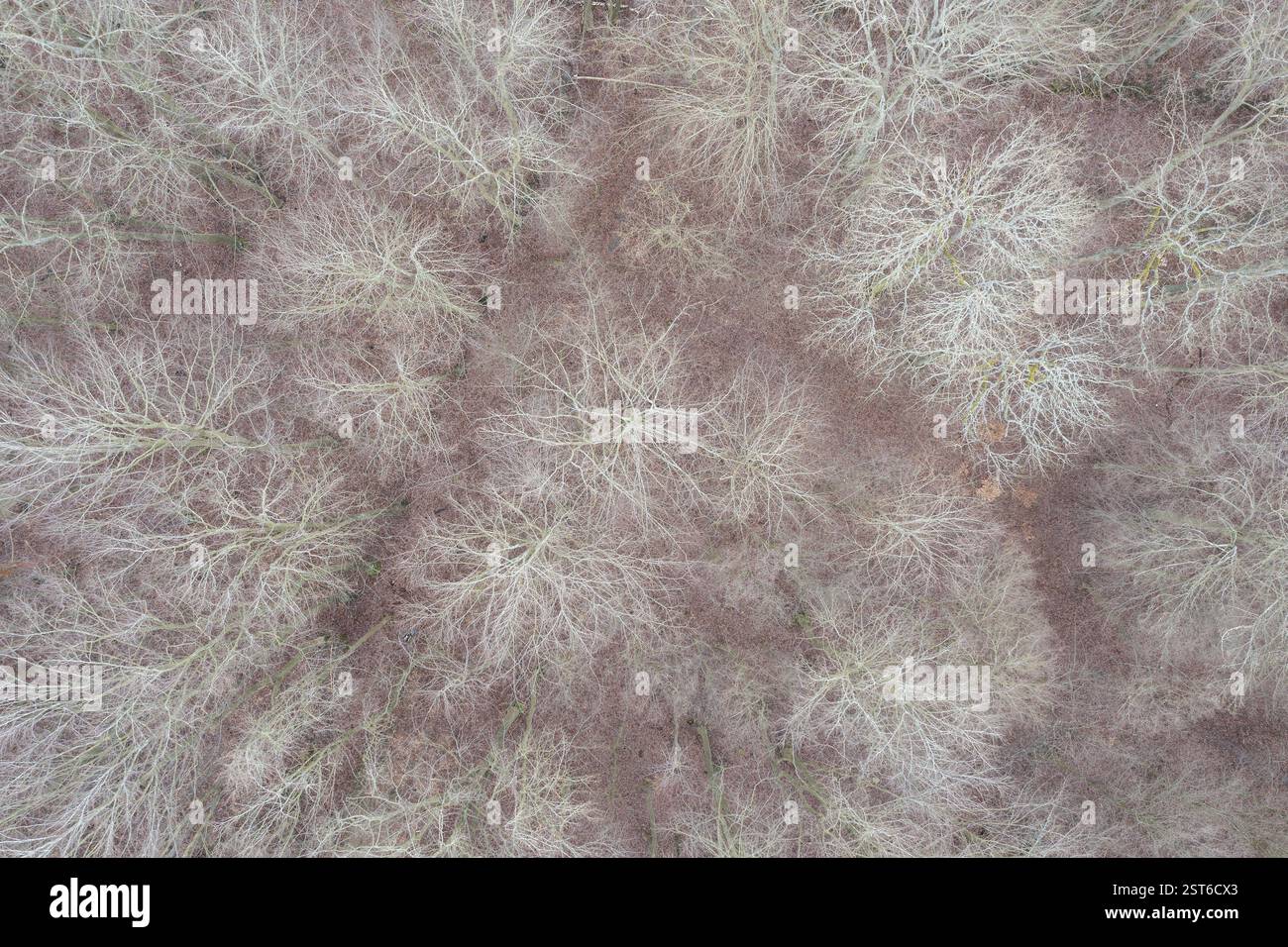 Aerial shot of leafless trees in winter showcasing intricate branch ...