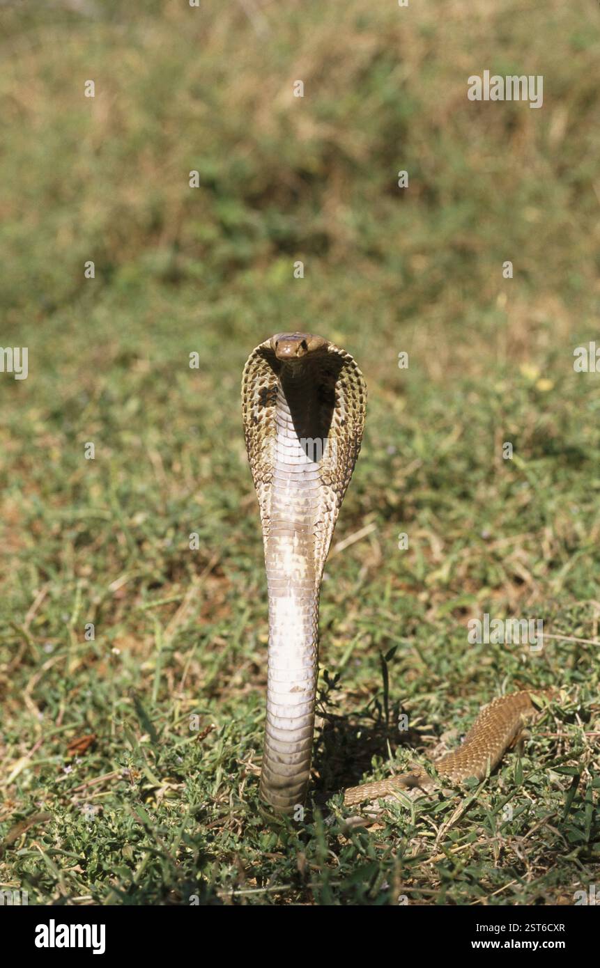 Reptiles, Snakes Cobra Indian Spectacled Cobra Naja Stock Photo - Alamy