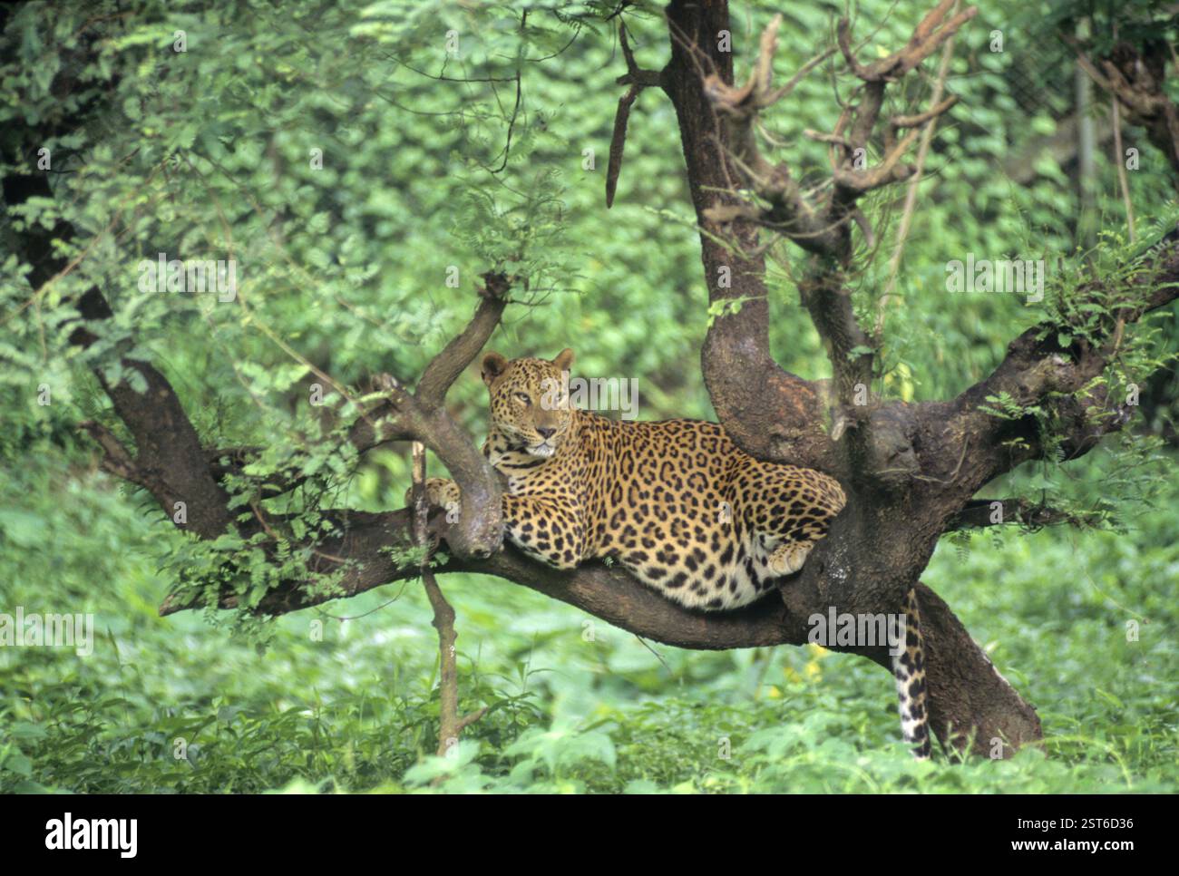 Leopard, Bombay mumbai, maharashtra, india Stock Photo - Alamy