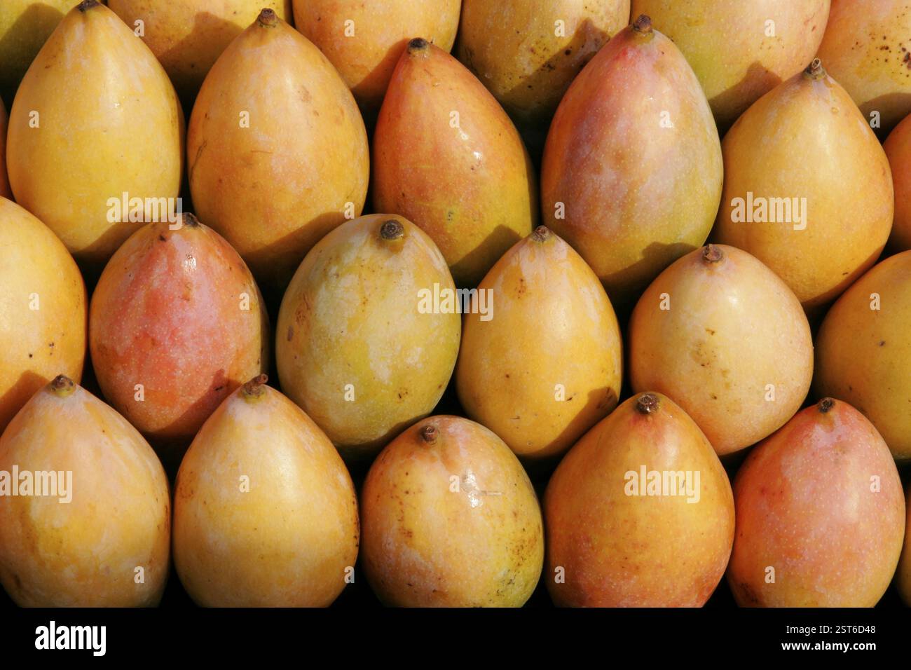 Fruits, Summer fruit, mangoes, also called king of fruits in India ...