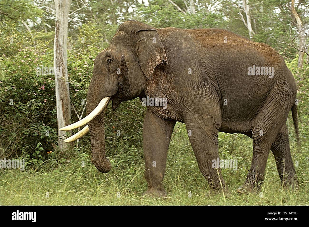 One Elephant Tusker (Elephas maximums), Bandipur wildlife sanctuary ...