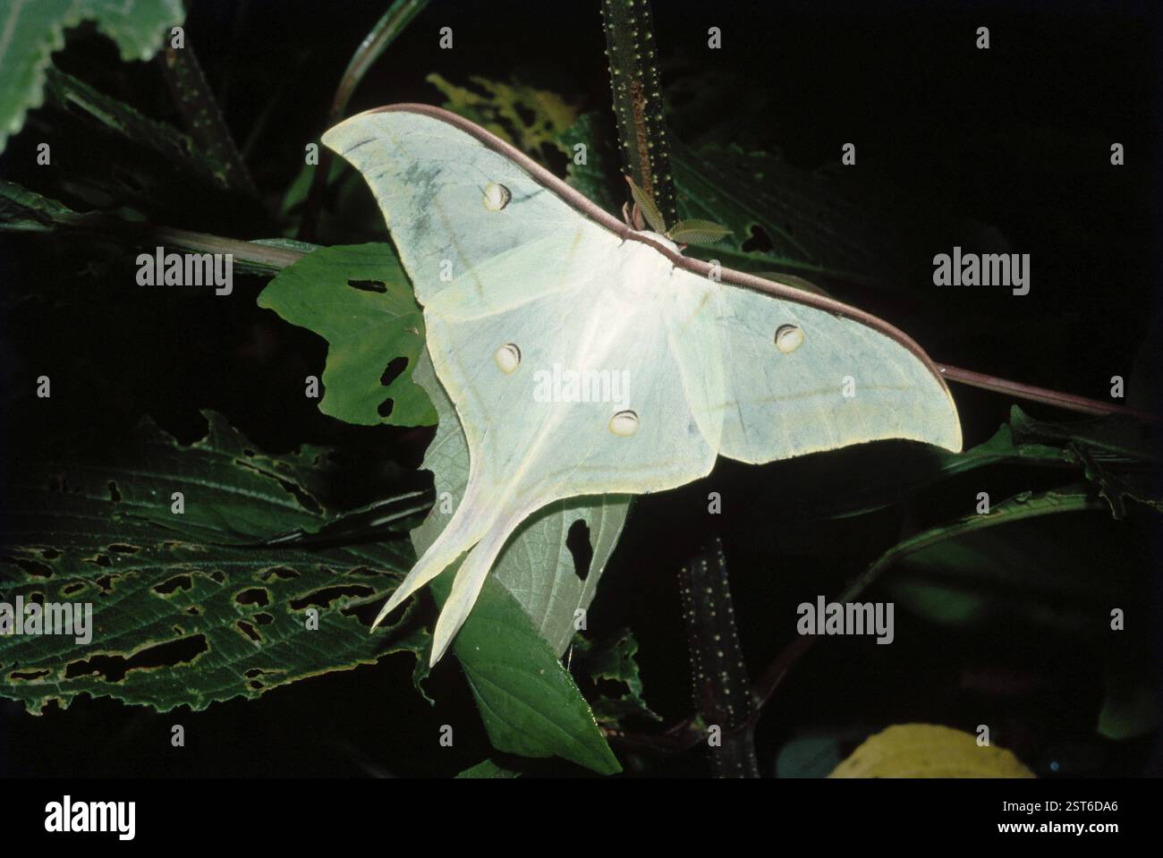 Insects, Butterfly, Moth, Wild Silk Moth, Moon Moth Male Argema Selene ...