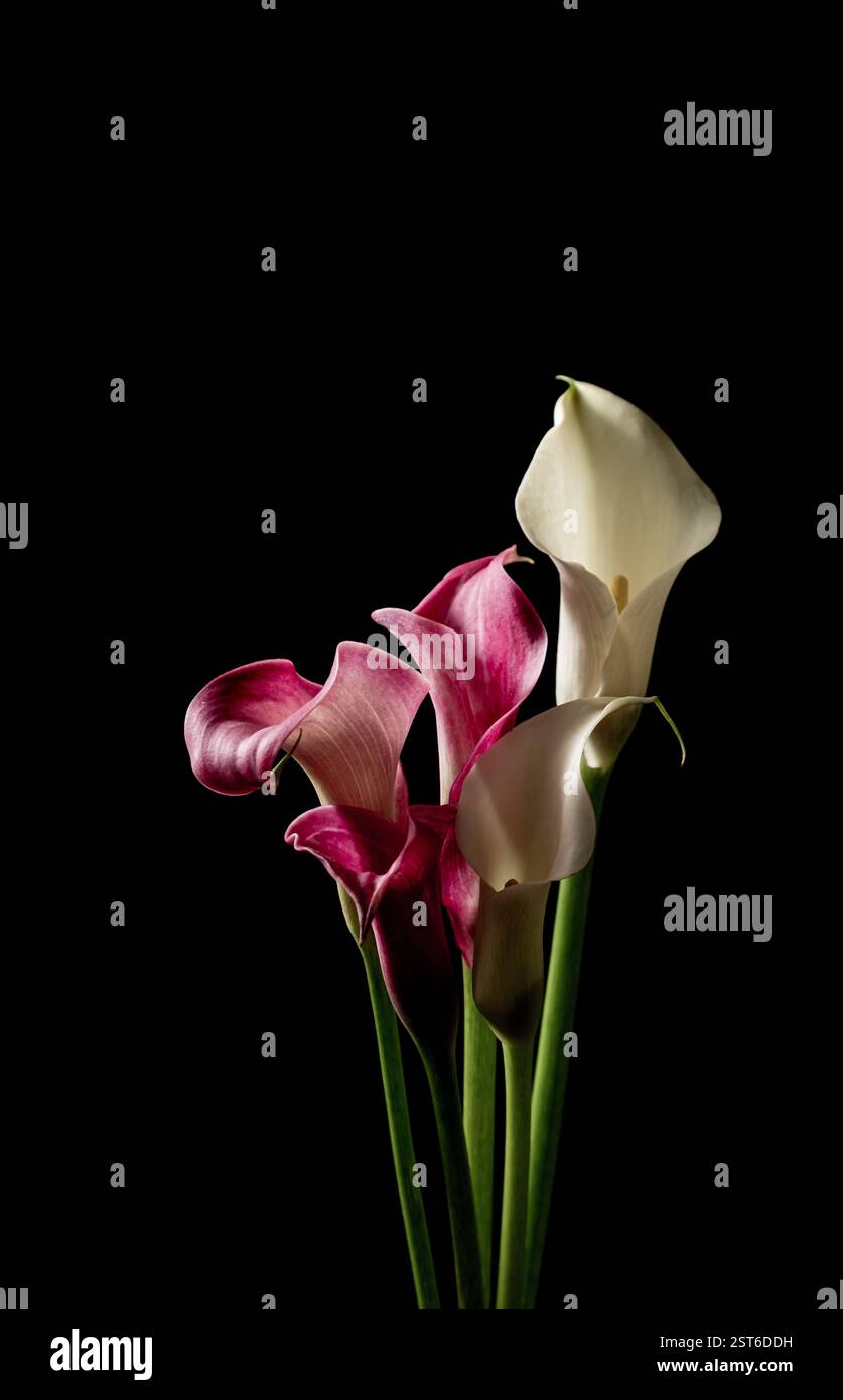 Bouquet of colorful calla lilies in shades of red and white on a black ...