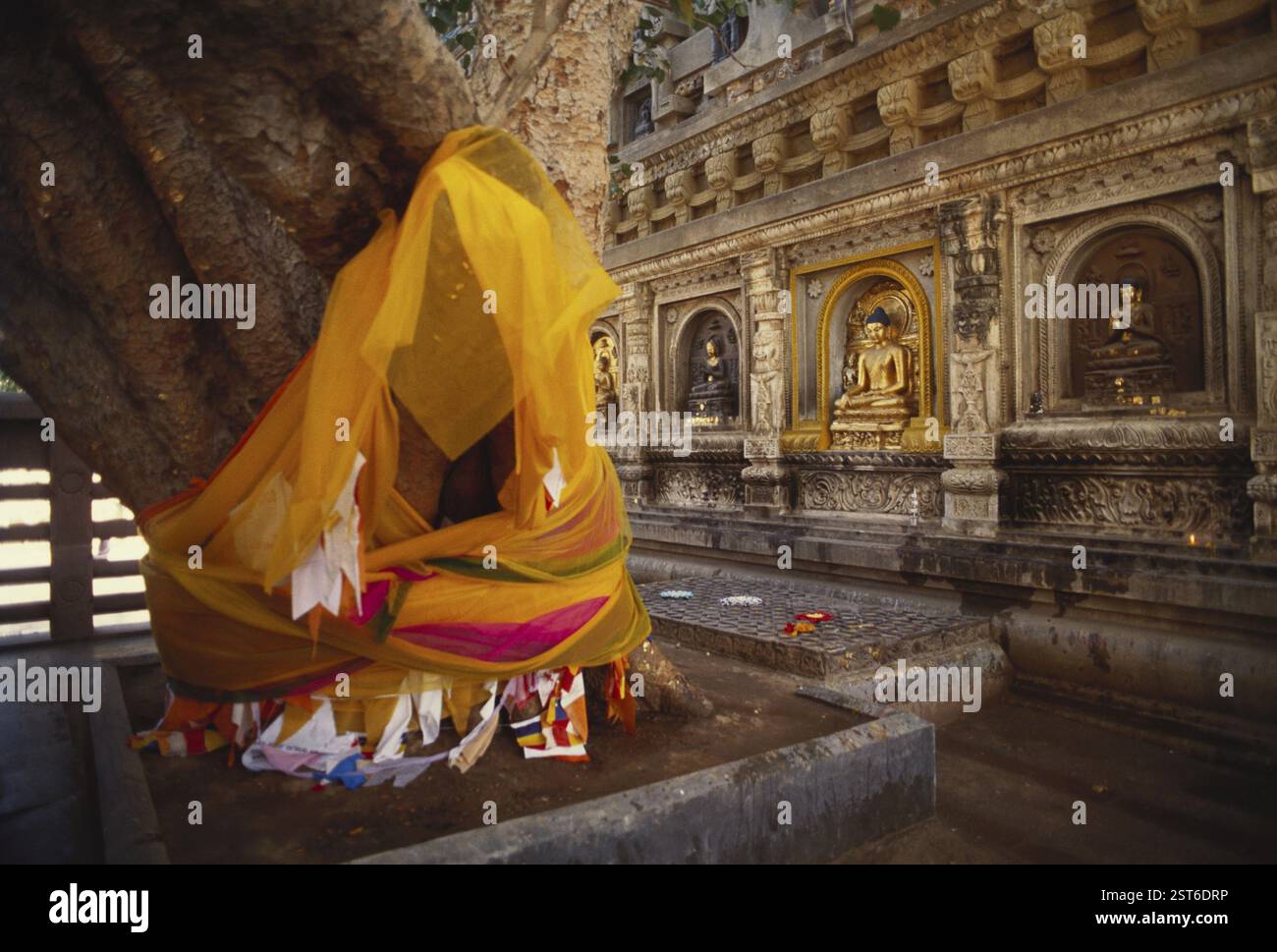 Bodhi tree, bodhgaya, bihar, india Stock Photo - Alamy