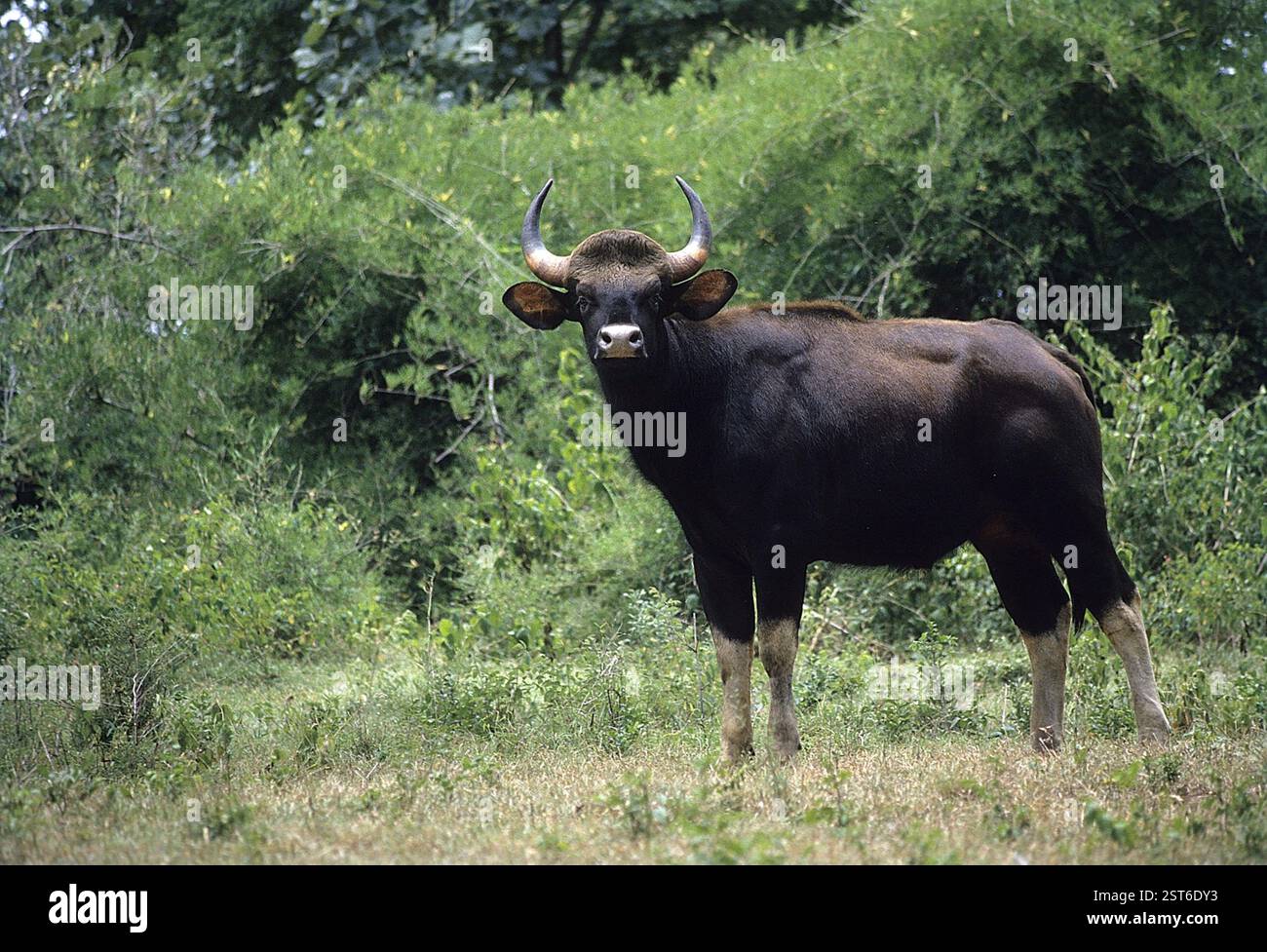 Gaur or Indian Bison (Bos gaurus), Bandipur wildlife sanctuary ...