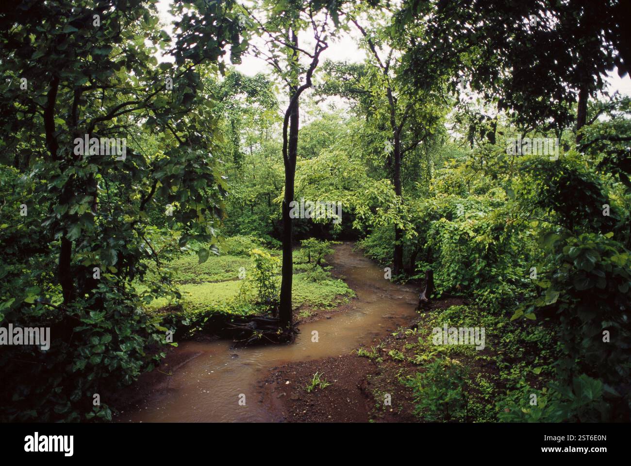 Forest after rain, maharashtra, india Stock Photo - Alamy