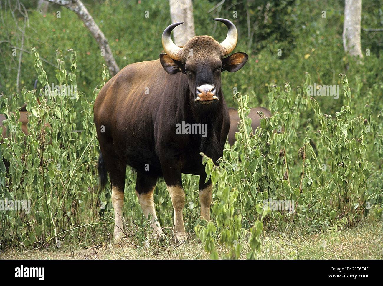Bandipur wildlife sanctuary hi-res stock photography and images - Alamy