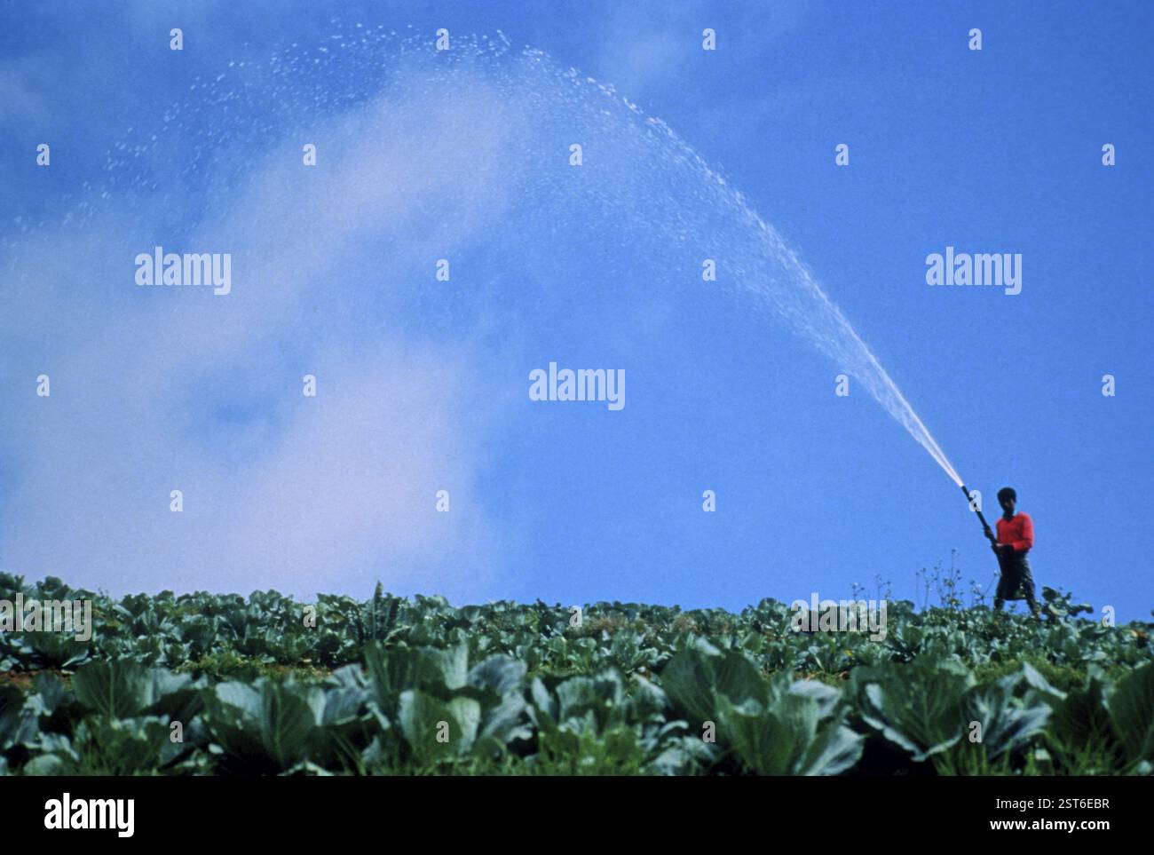 Man men spraying Water Stock Photo - Alamy