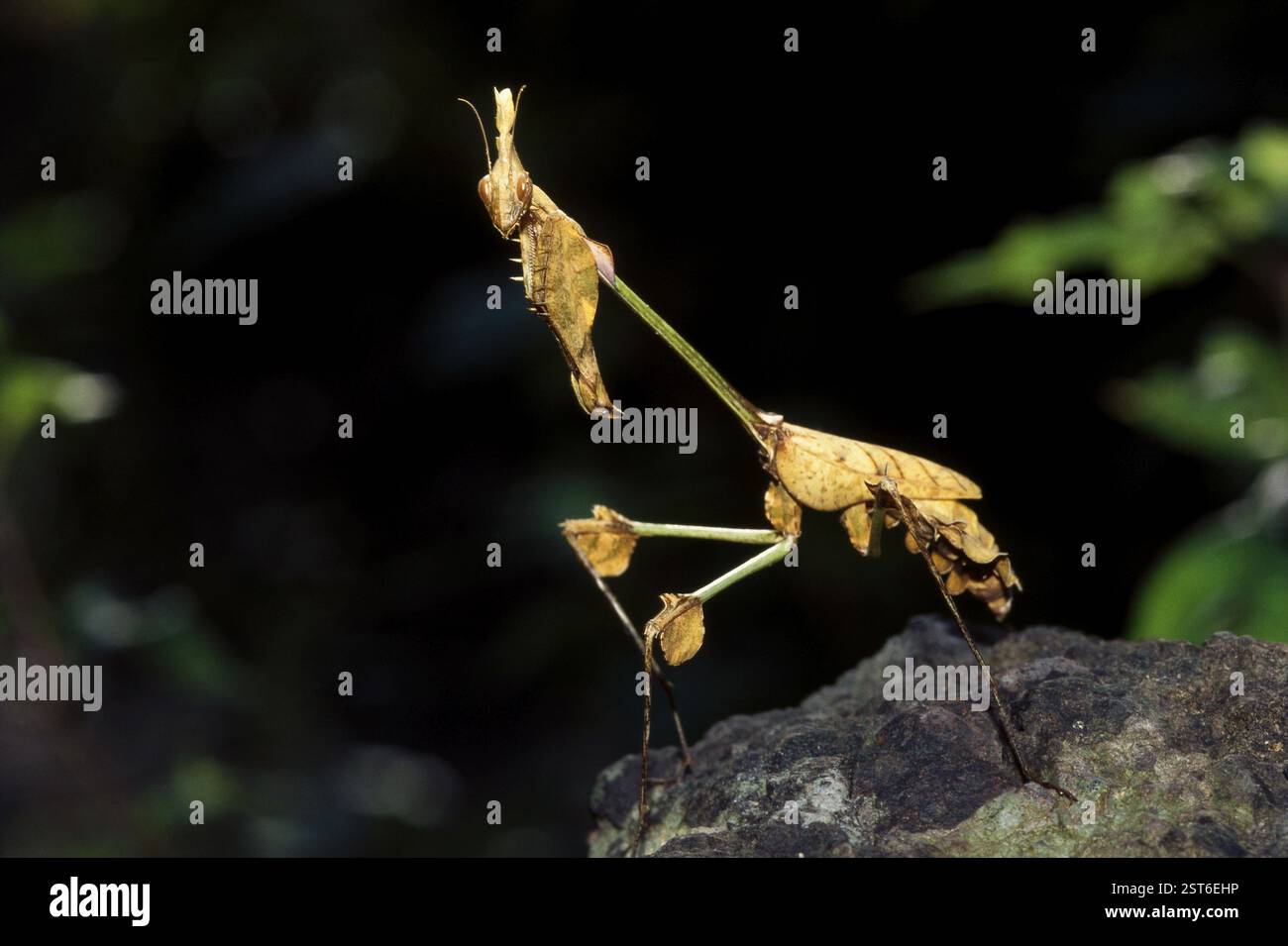 Insects, useful Praying mantis, Leaf Gongylus Stock Photo - Alamy