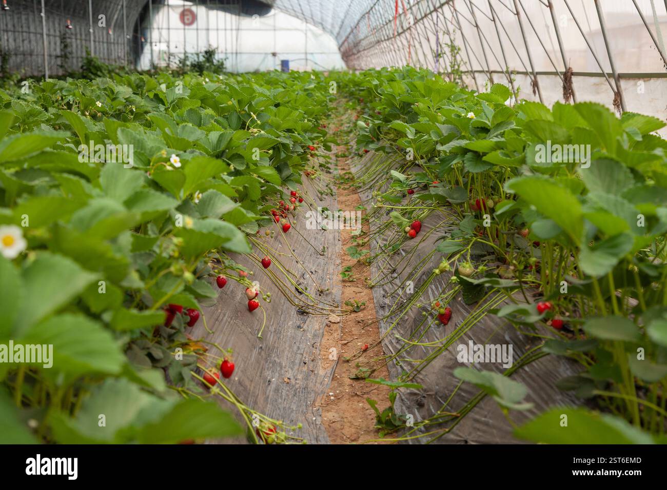 Long beds of garden strawberries in a greenhouse Stock Photo - Alamy