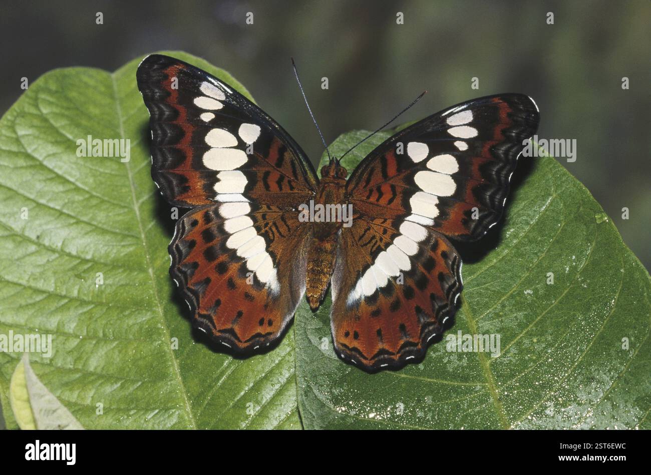 Insects, commander butterfly (Moduza procris), india Stock Photo - Alamy