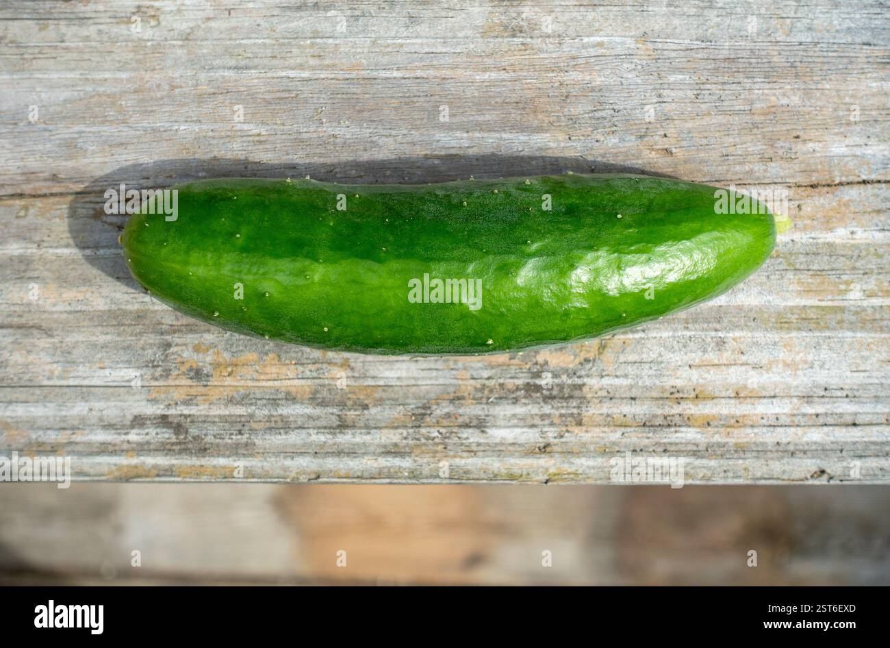 Muncher cucumber hi-res stock photography and images - Alamy