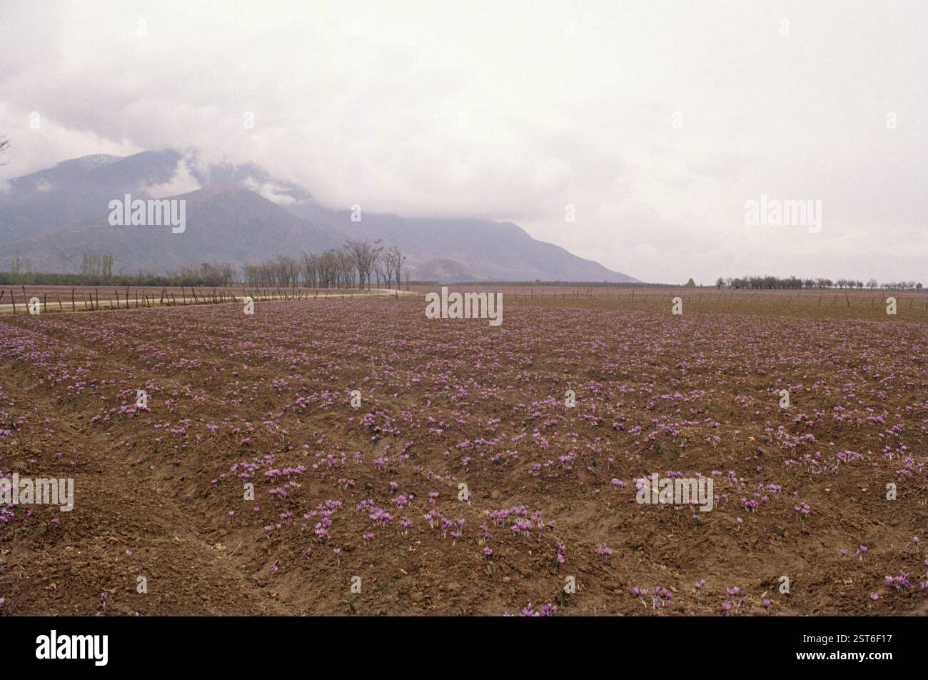 Saffron field in bloom, jammu & kashmir, india Stock Photo - Alamy