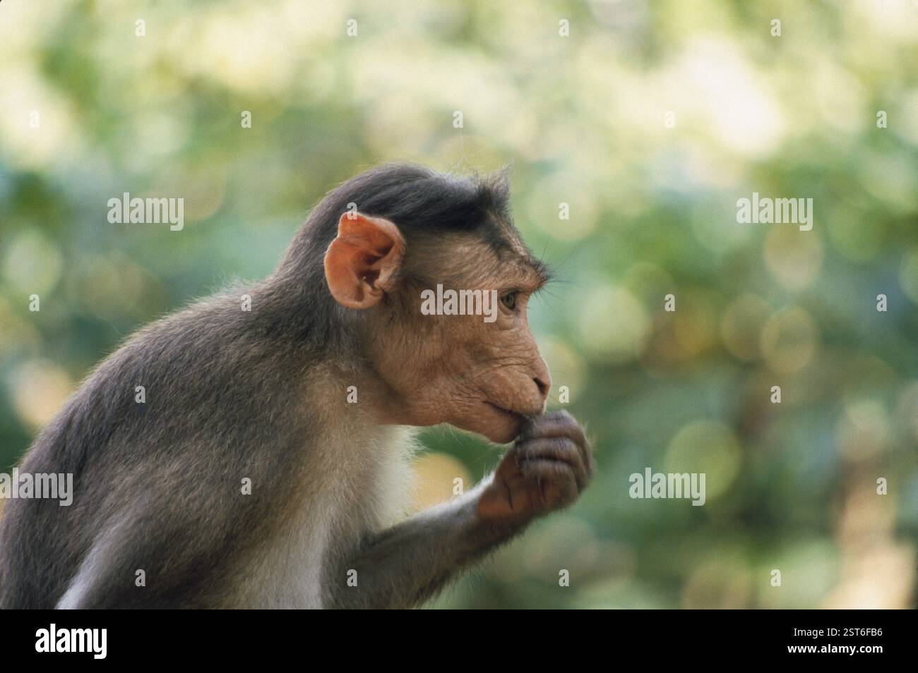 Rhesus monkeys thinking hi-res stock photography and images - Alamy