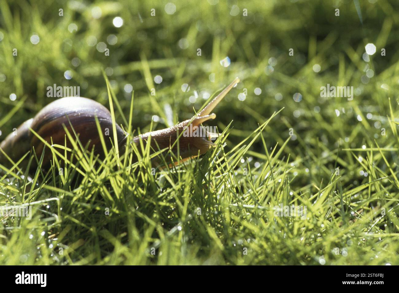 Insects, Snail, Gholvad, Maharashtra, india Stock Photo - Alamy