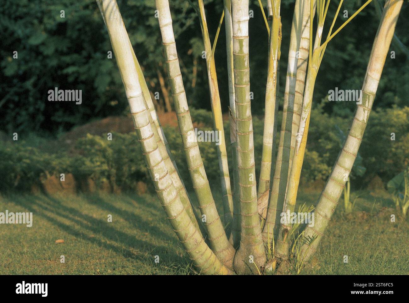 Panvel india hi-res stock photography and images - Alamy