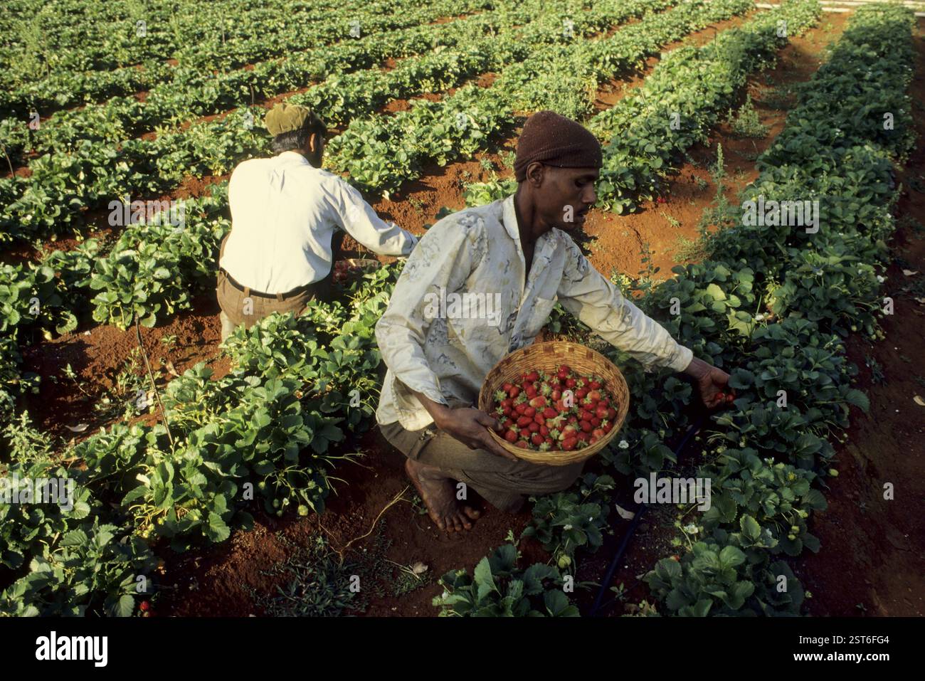 Strawberry cultivation, mahabaleshwar, maharashtra, india Stock Photo ...
