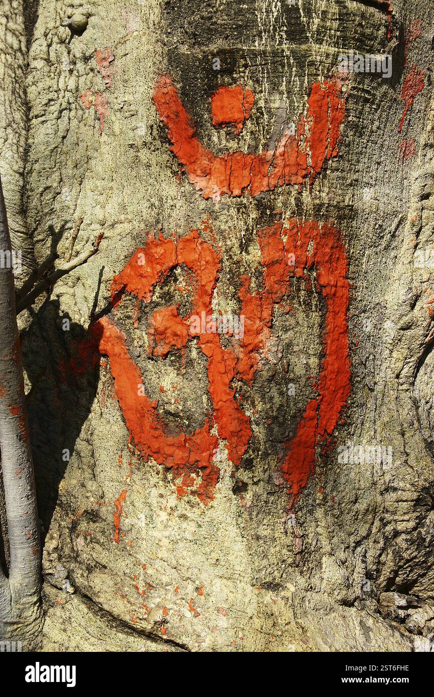 Symbol OM sacred sound, written on banyan tree with orange color sindur ...