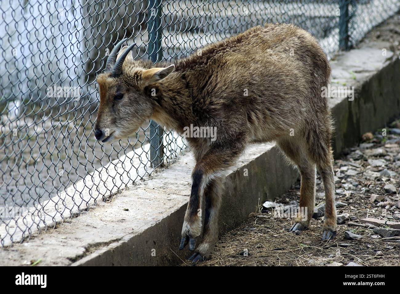 The Goral (Grey Goral, western to eastern Himalayas, Hindi Name (Ghoral ...