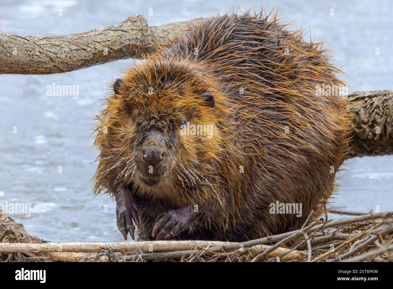 On the shore of a frozen lake, a beaver, with frozen whskers, looks ...