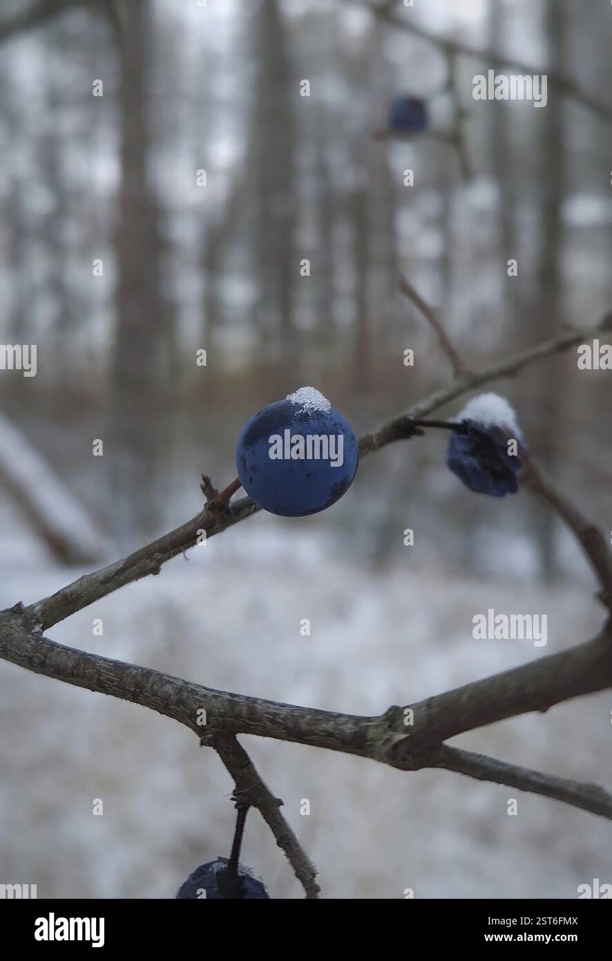 Sloe tree branch with blackthorn wild berries covered with snow. Prunus ...