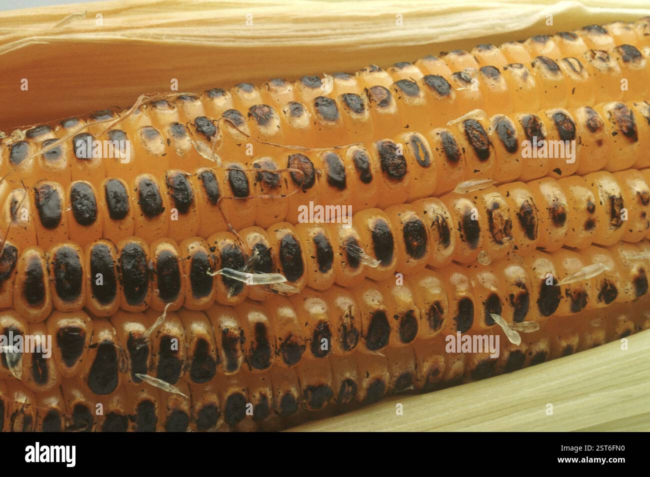 Roasted maize corn, india Stock Photo - Alamy