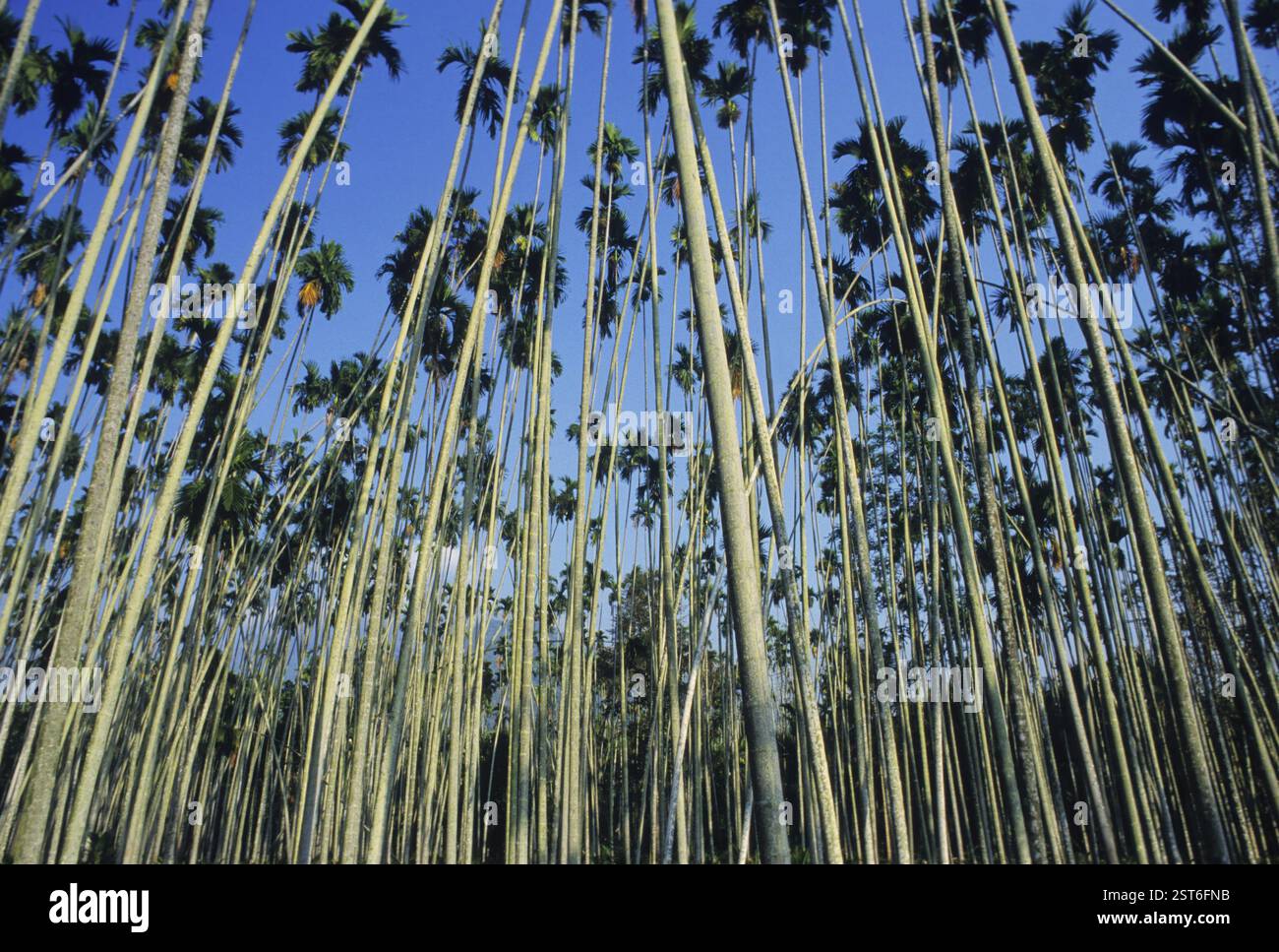 Areca catechu trees hi-res stock photography and images - Alamy