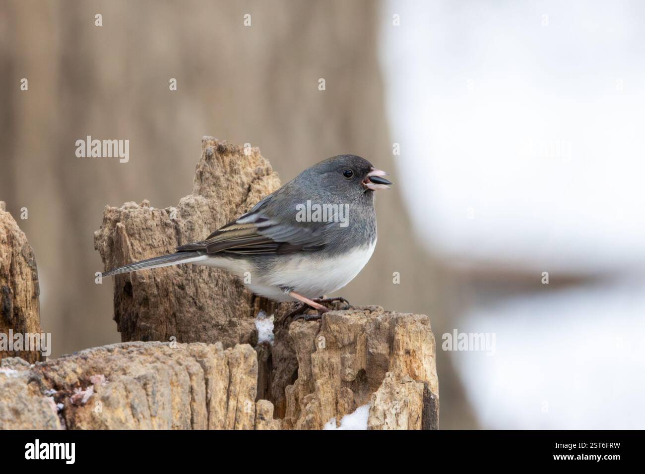 A dark-eyed junco perched on stump with a sunflower seed in its beak ...