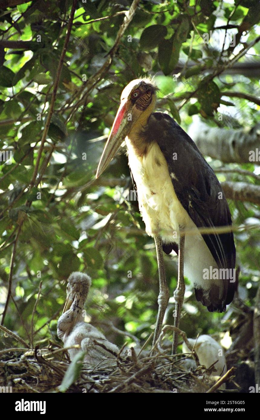 Greater adjutant stork (Leptoptilos dubius), with its hatchling born in ...