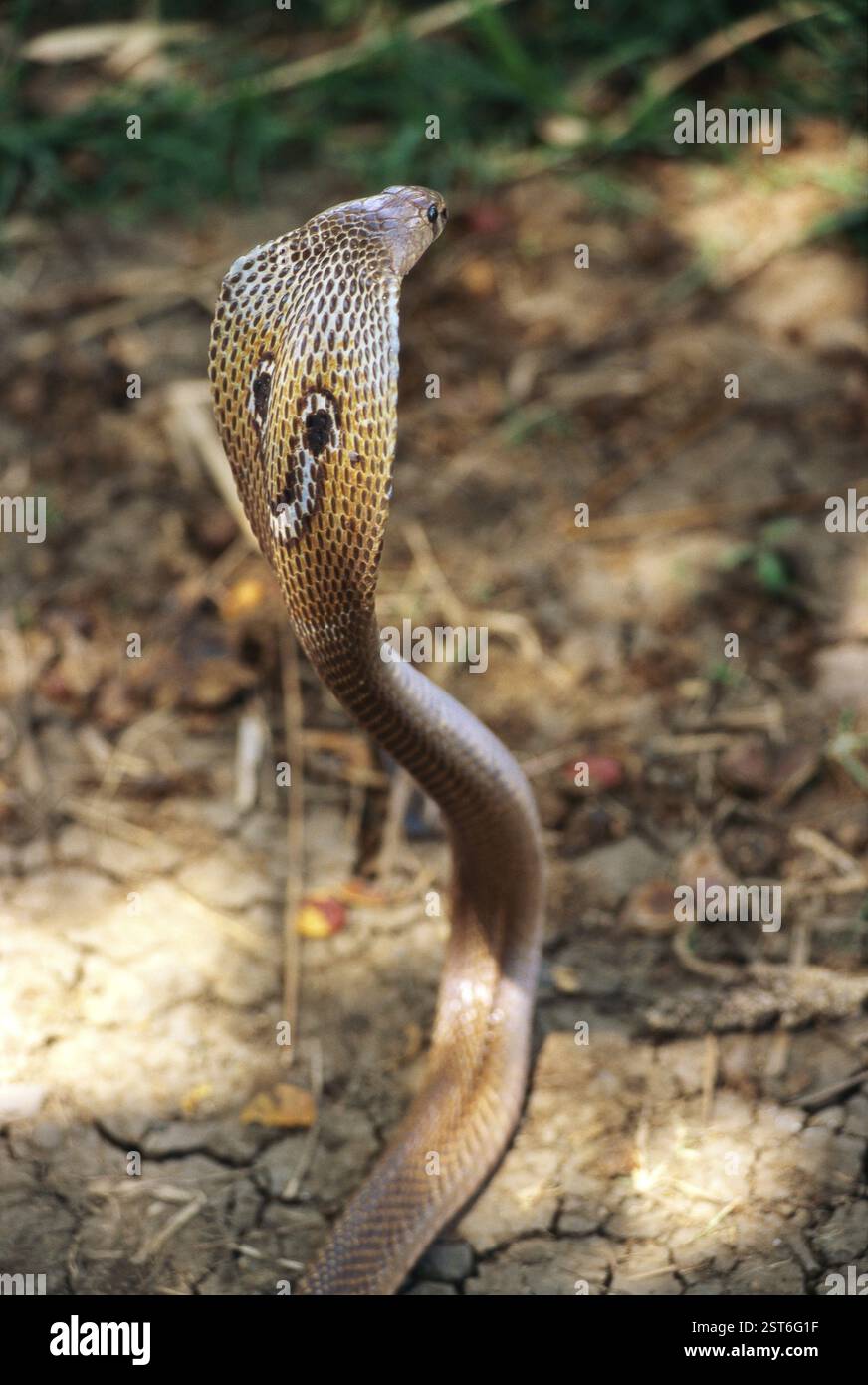 Reptiles, King Cobra (Naja Naja) with hood open, Nagapanchami festival ...