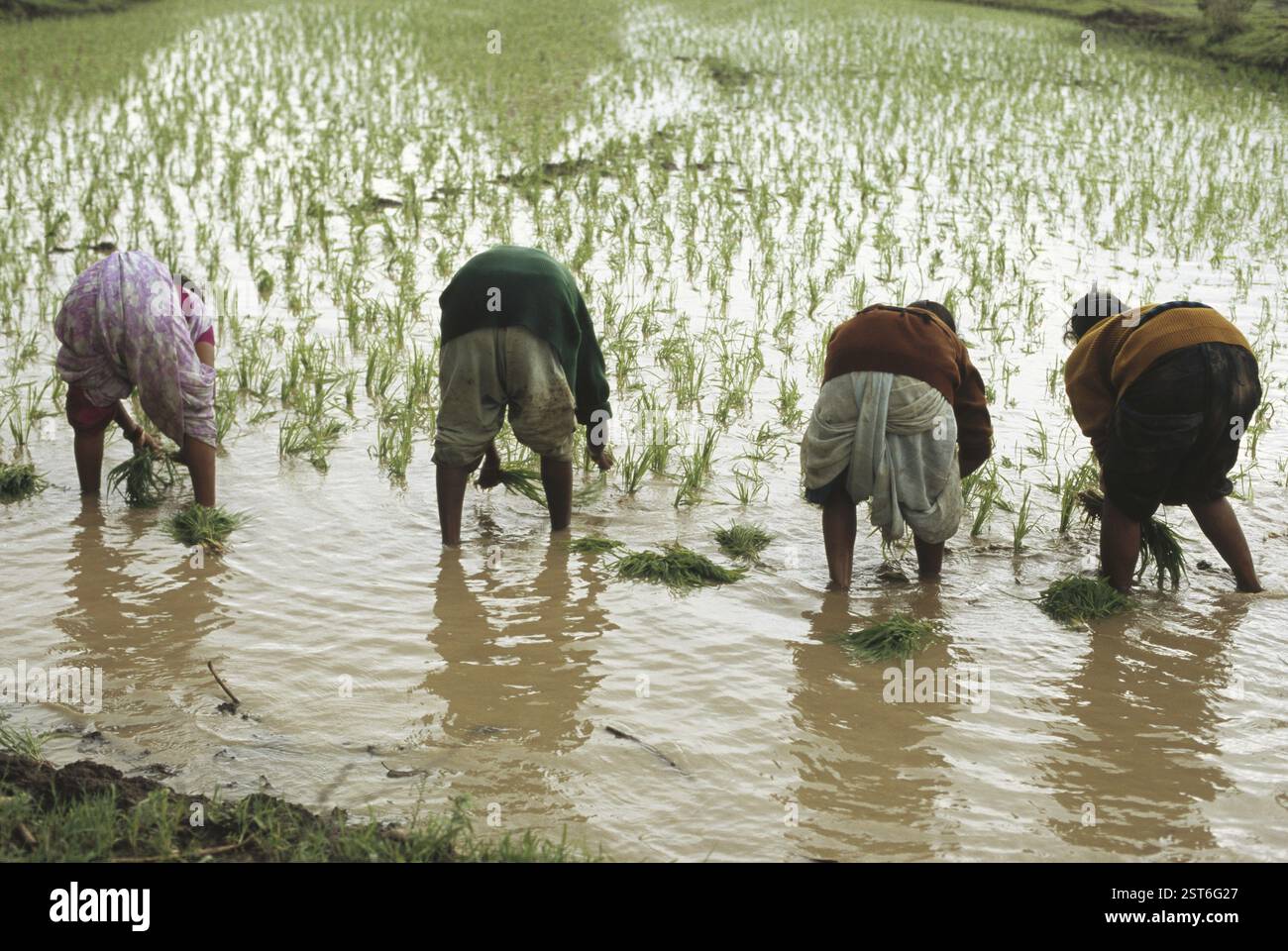 People working in rice field, india Stock Photo - Alamy
