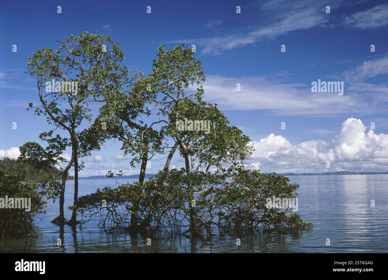 Mangrove trees in havelock island, andaman, india Stock Photo - Alamy