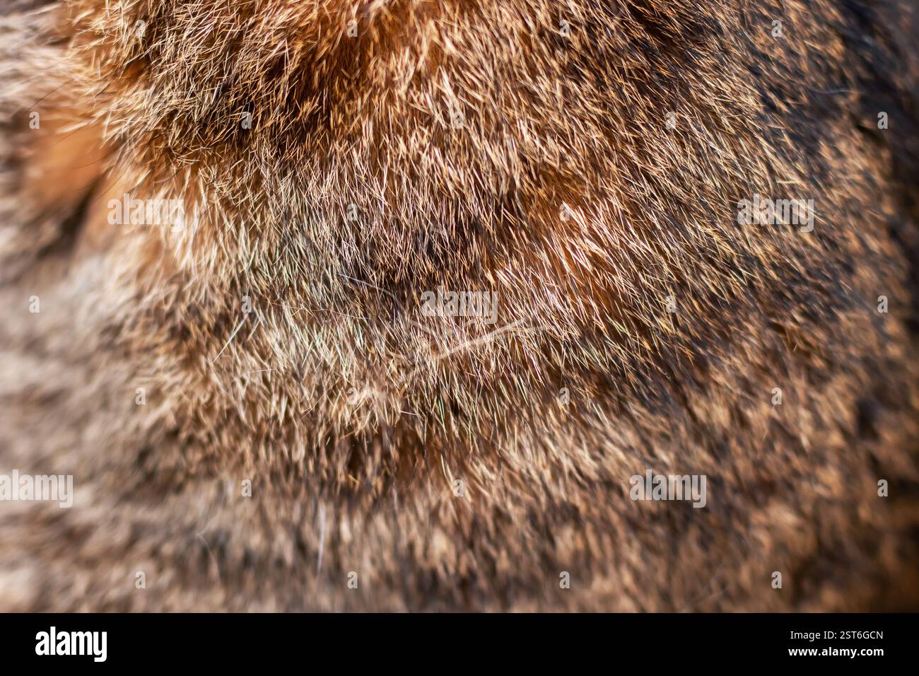 A detailed closeup of a cats fur reveals the intricate texture and ...