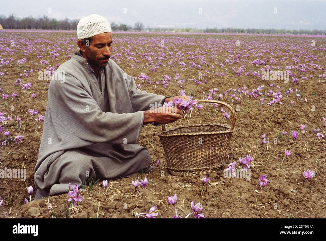 Saffron field in bloom, jammu & kashmir, india Stock Photo - Alamy