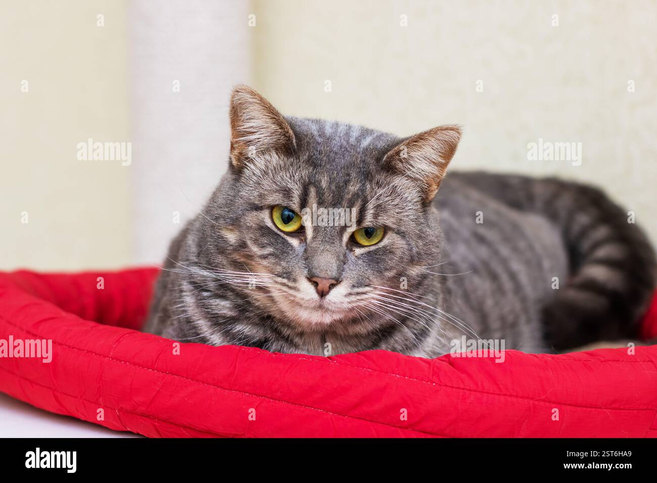 A gray cat is comfortably lying down in a bright red dog bed, enjoying ...