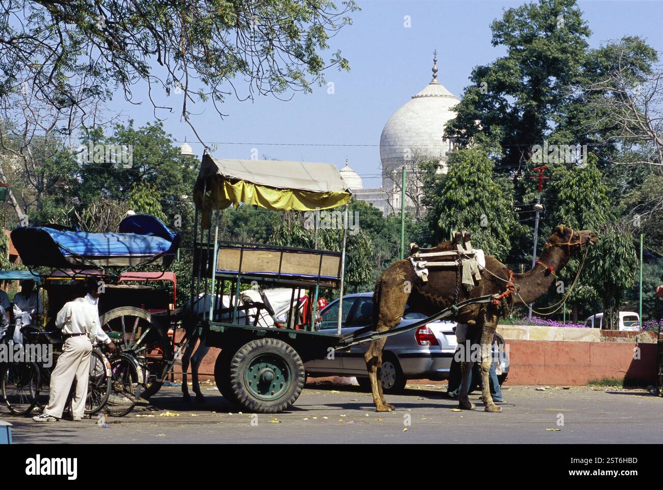 Camel drawn cart hi-res stock photography and images - Alamy