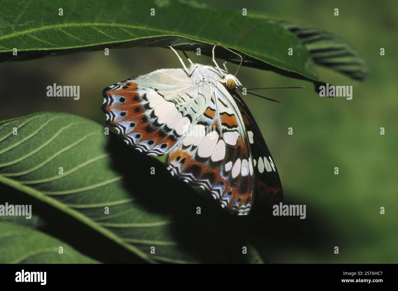 Insects, Butterfly, Indian Commander Moduza procris Stock Photo - Alamy