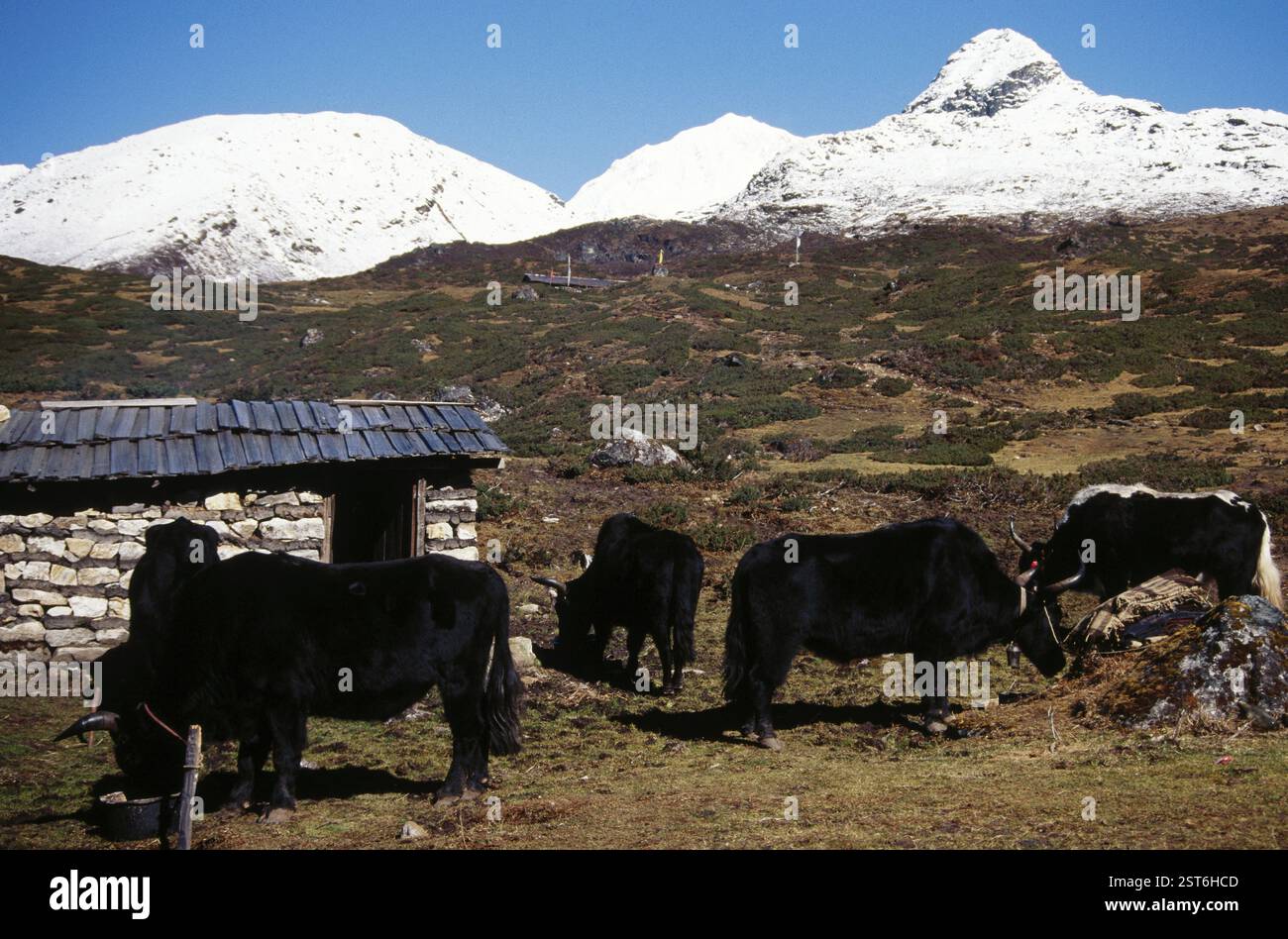Yaks grazing (bos grunniens), Dzougsi Carrysite, Sikkim, india Stock ...