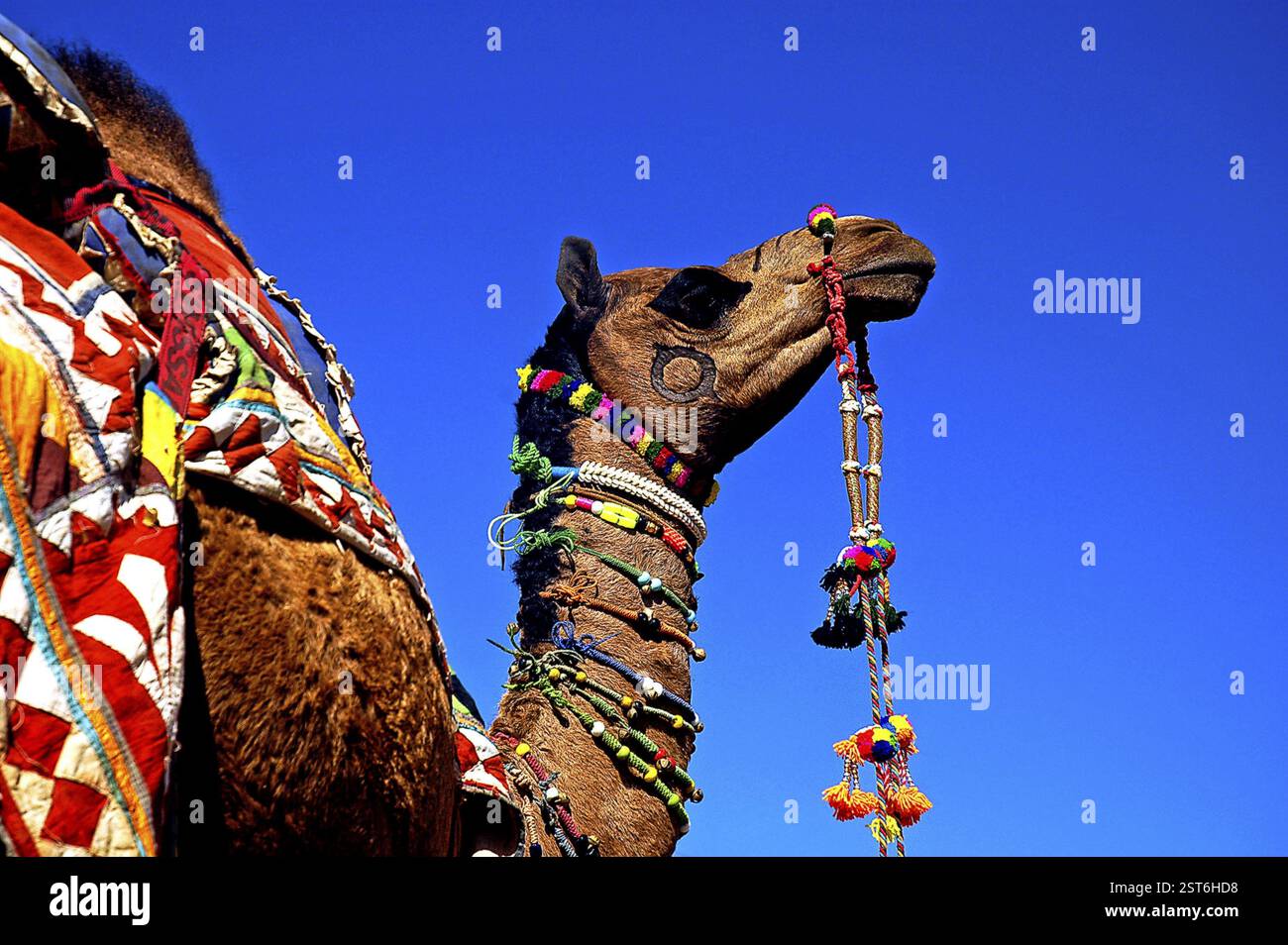 Decorated camel, Pushkar cattle fair, Rajasthan, India, Asia Stock ...