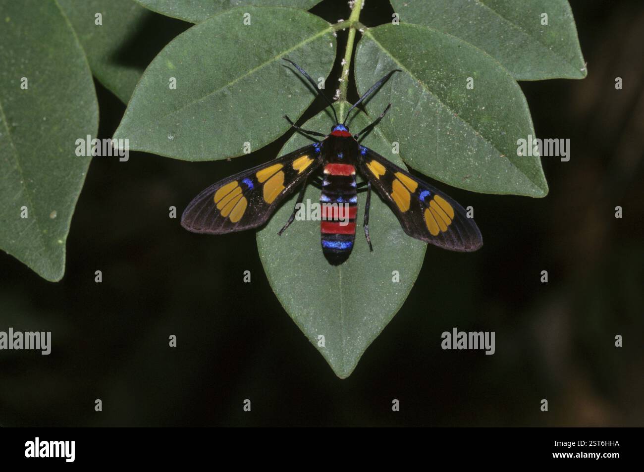 Insects, Moth Indian Insect painted Hand maden Moth Polymena euchromia ...