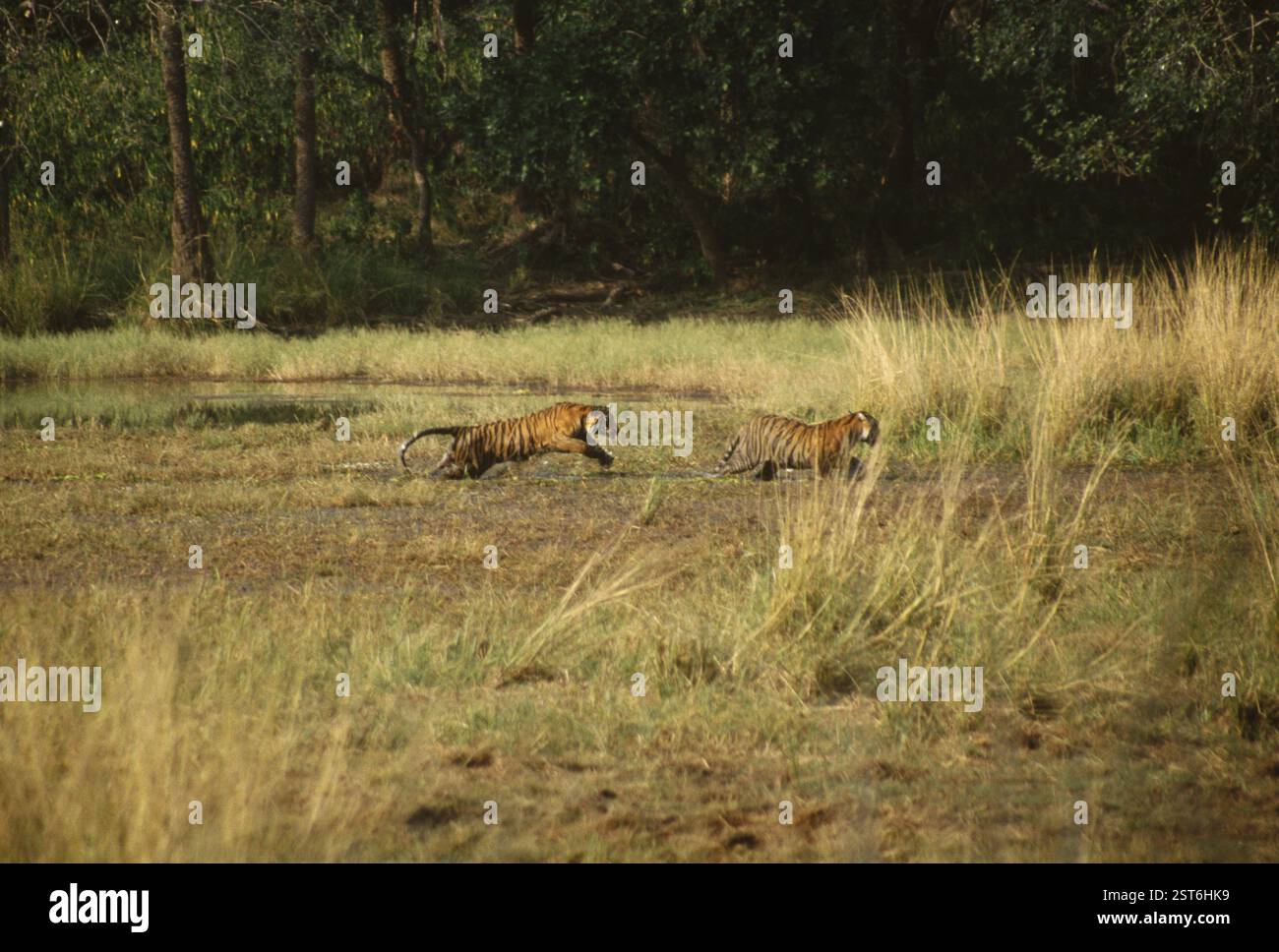 Two tigers running (Panthera Tigris), ranthambore, rajasthan, india Stock Photo - Alamy