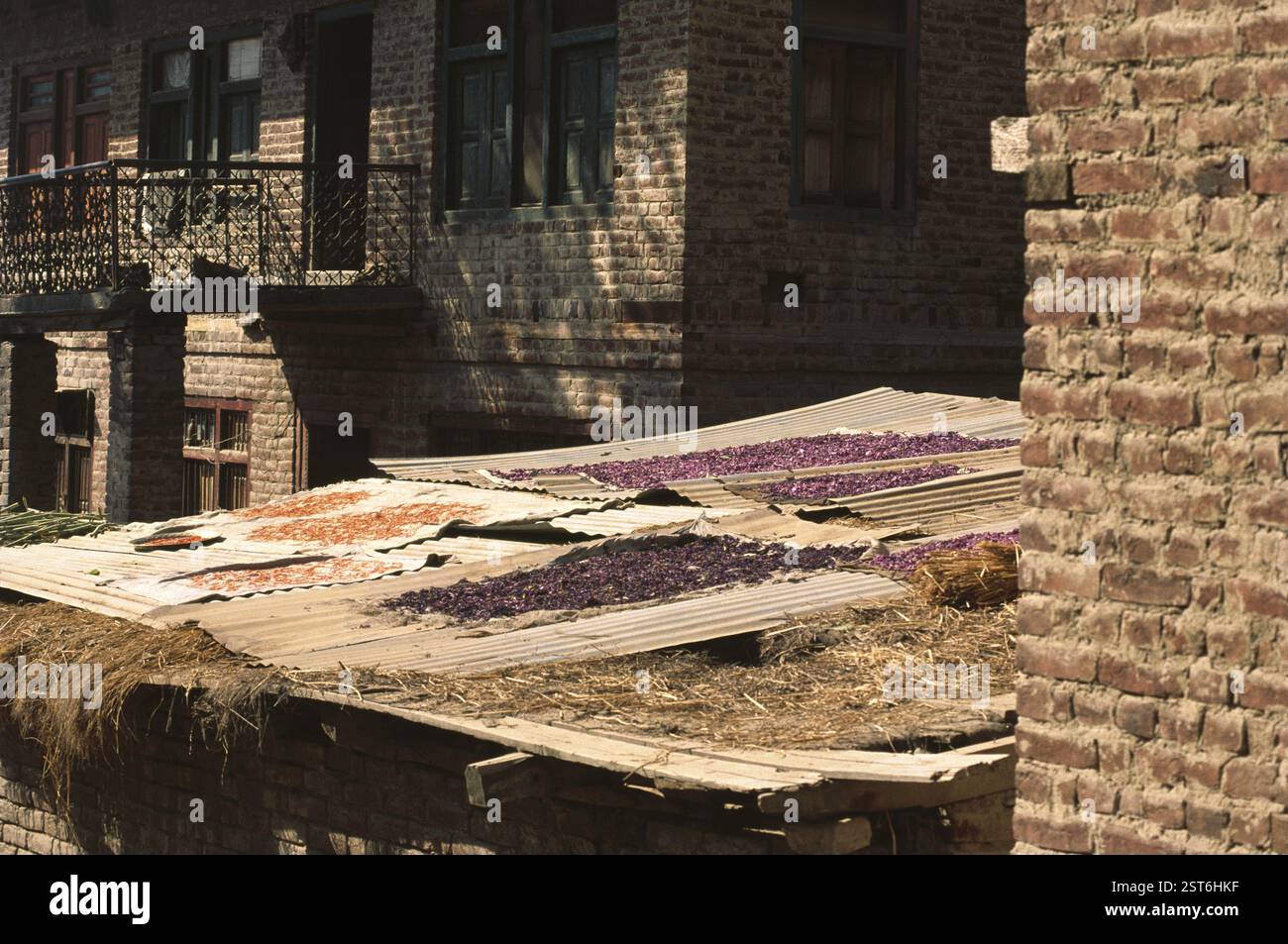 Drying saffron on roof, jammu & kashmir, india Stock Photo - Alamy