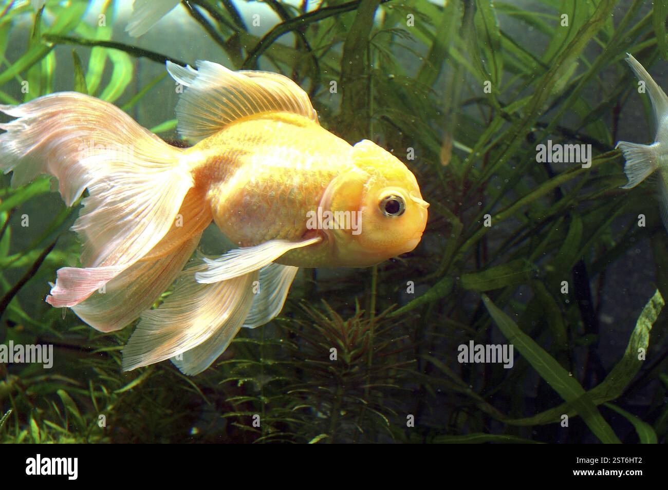 Fishes, Gold Fish (Chinese Oranda Hi Cap) Latin Name (Carassius Auratus ...