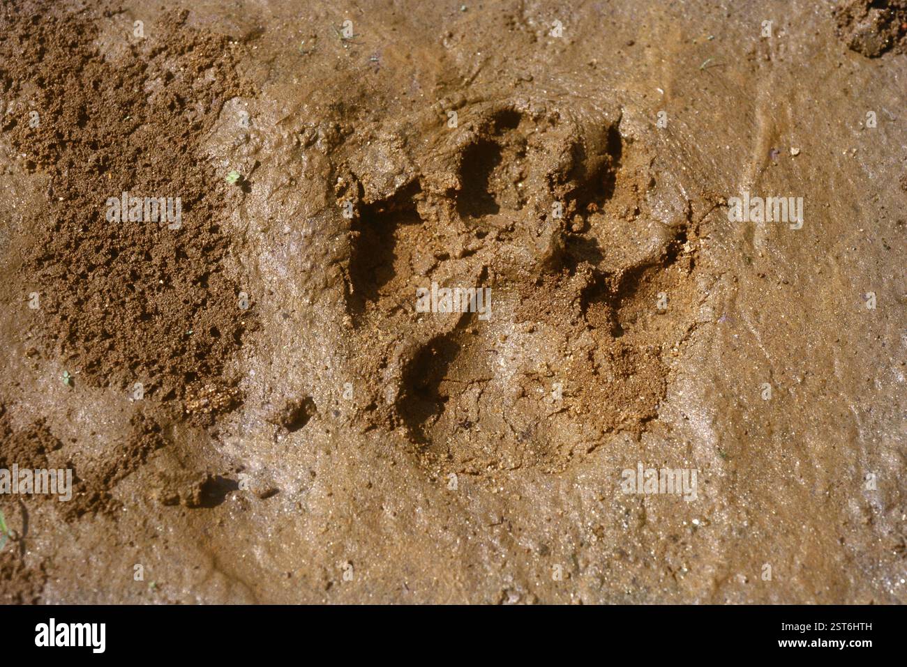 Pug mark hi-res stock photography and images - Alamy