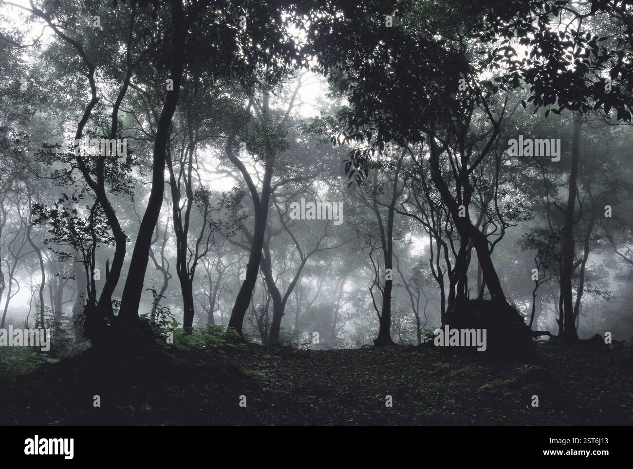 Monsoon rain and mist through huge trees in forest at Matheran ...